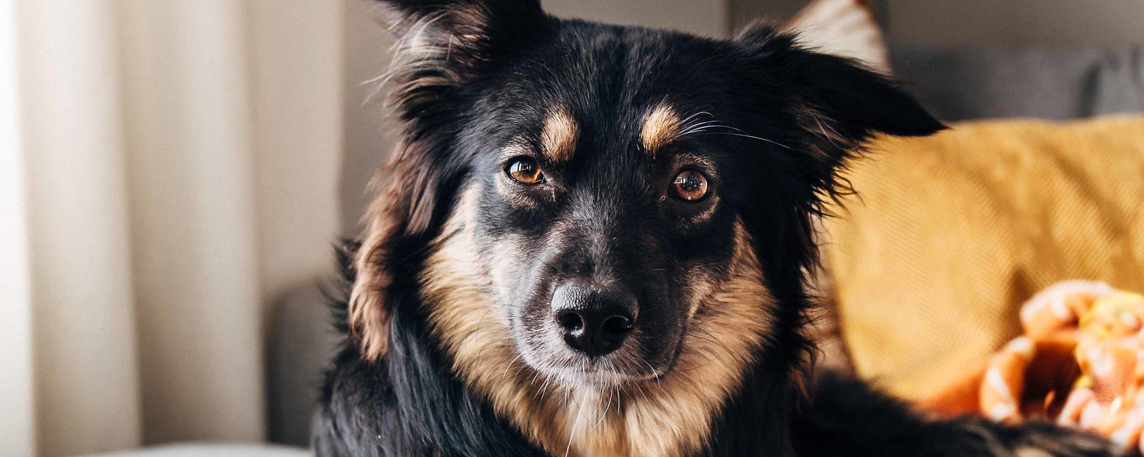 Pampai Langan kuulumisia | Pinossa